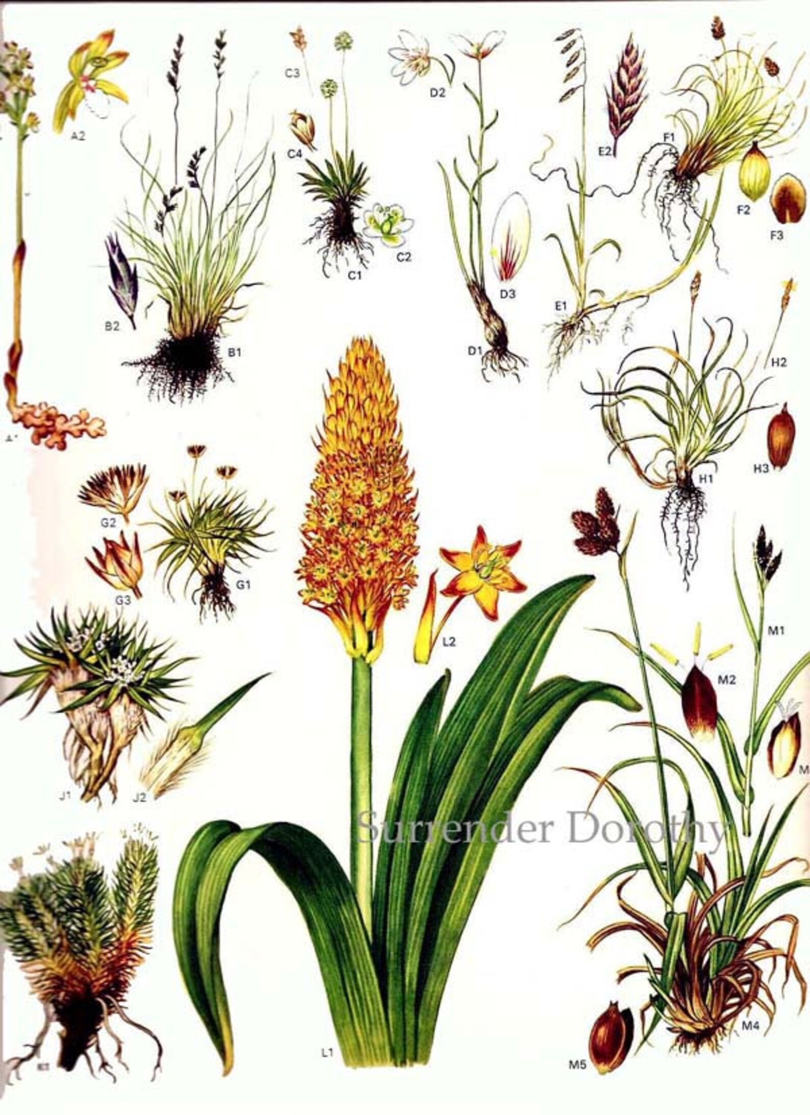 Lily Orchid Flowers Antarctica Arctic Circle Botanical Exotica Large ...