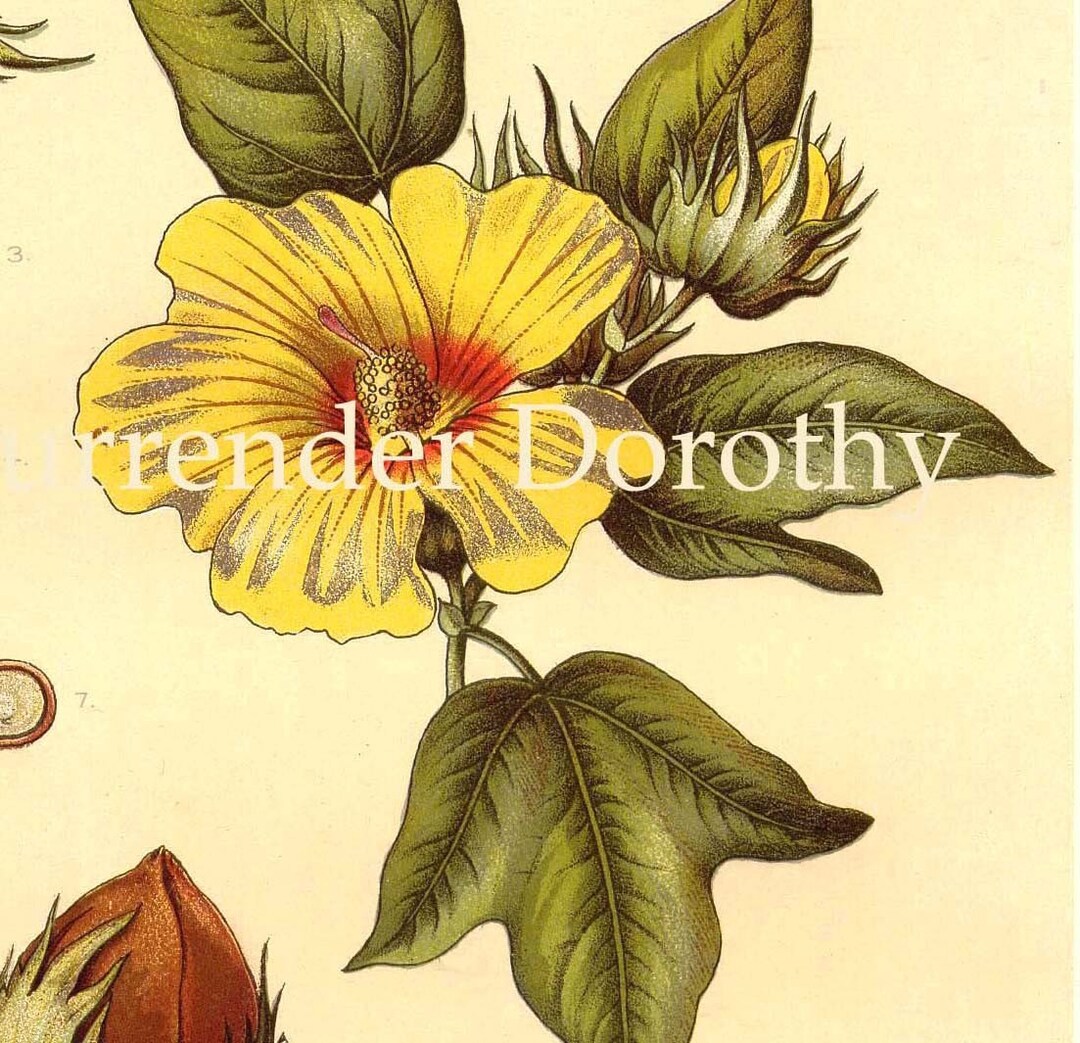 Cotton Plant Flower From Seed to Boll Botanical Chromolithograph ...
