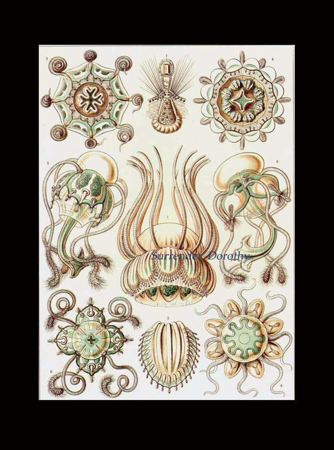 Narcomedusae Jellyfish Formations Haeckel Print in Pale Green - Etsy