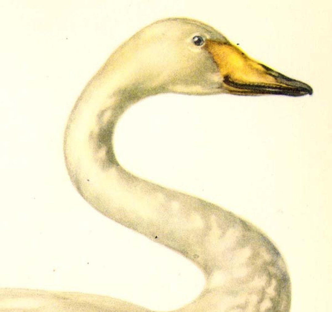 Whooper Swan Cygnus Cygnus European Water Bird Ornithology Natural ...