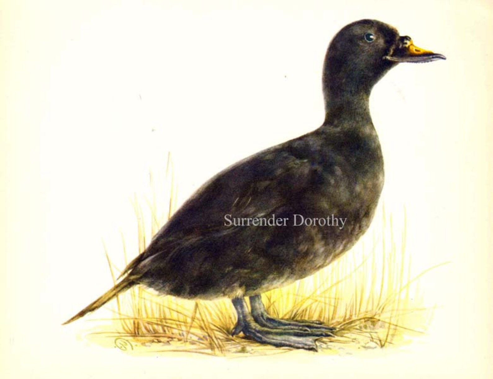 Common Scoter Duck Melanitta Nigra Bird Ornithology Natural - Etsy