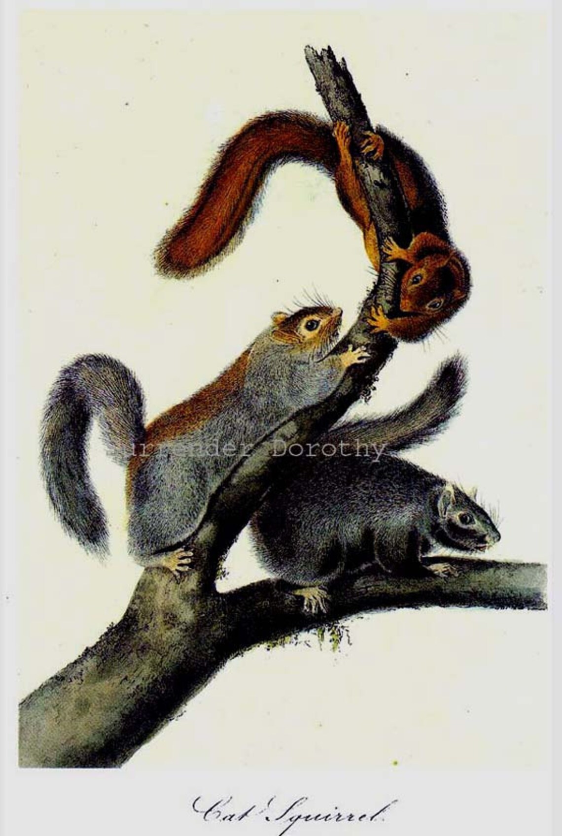Cat Squirrels John J Audubon Vintage Rodent Print Natural History Wild ...