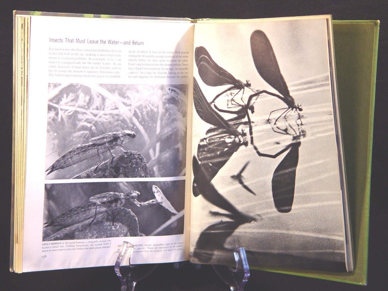 Insects Life Book Children Entomology Natural History Lavishly ...
