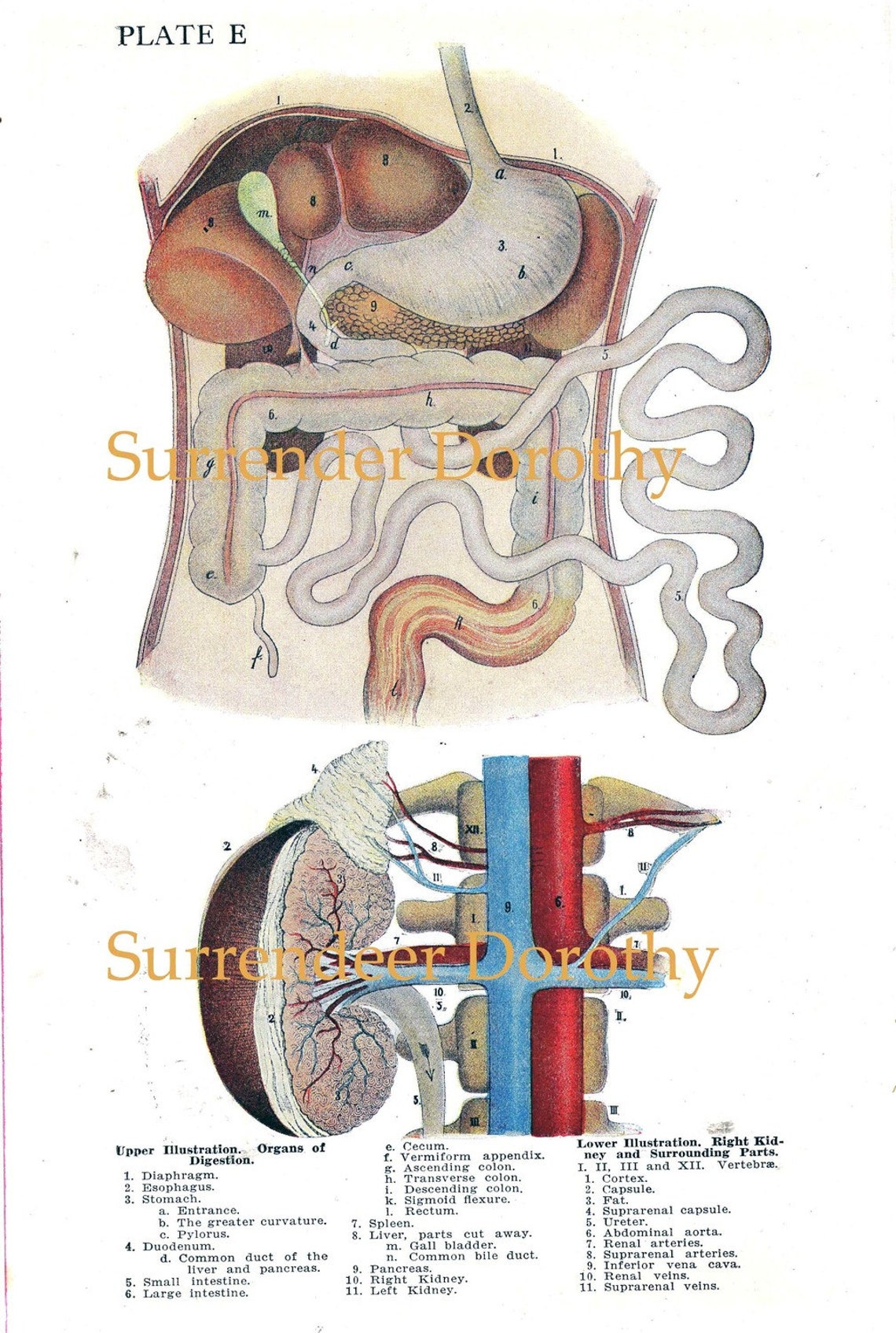 Human Anatomy Digestive System Original Vintage 1920s - Etsy