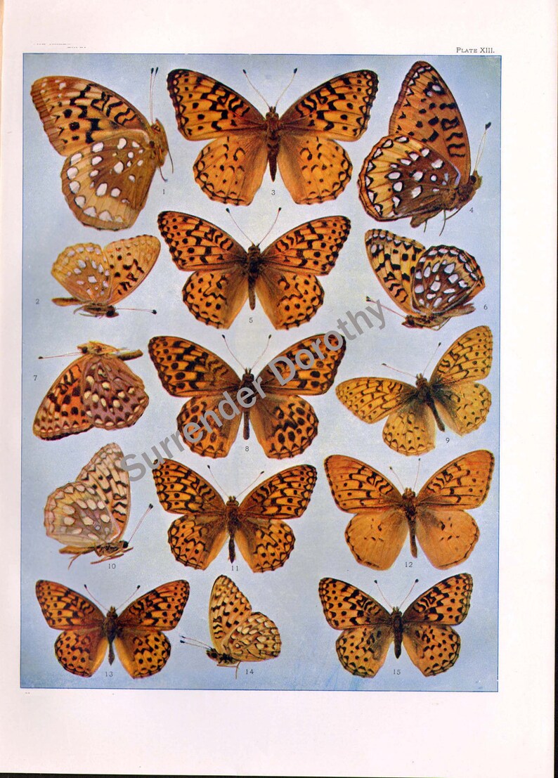 Argynnis Butterflies Entomology Chart Color Lithograph Natural | Etsy