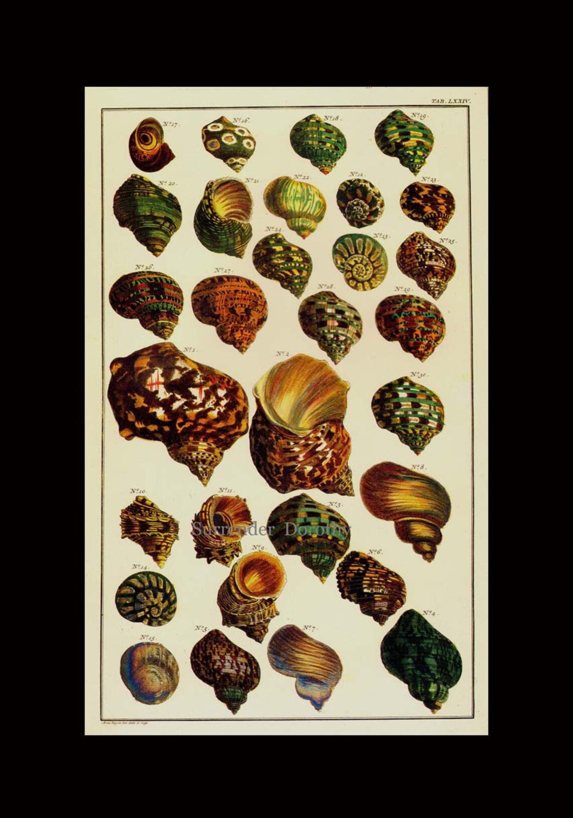 Turban Shells Indo Pacific & West Atlantic Seba Conchology Vintage ...