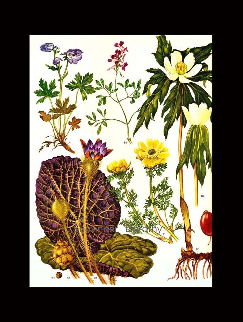 Fox Nuts Water Lily Plants Euryale Ferox Flowers Himalayan - Etsy