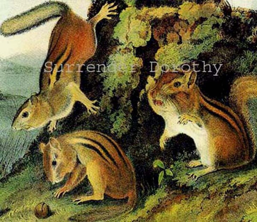 Chipmunk Chipping Squirrel Audubon Print Wild Animal Lithograph Natural ...