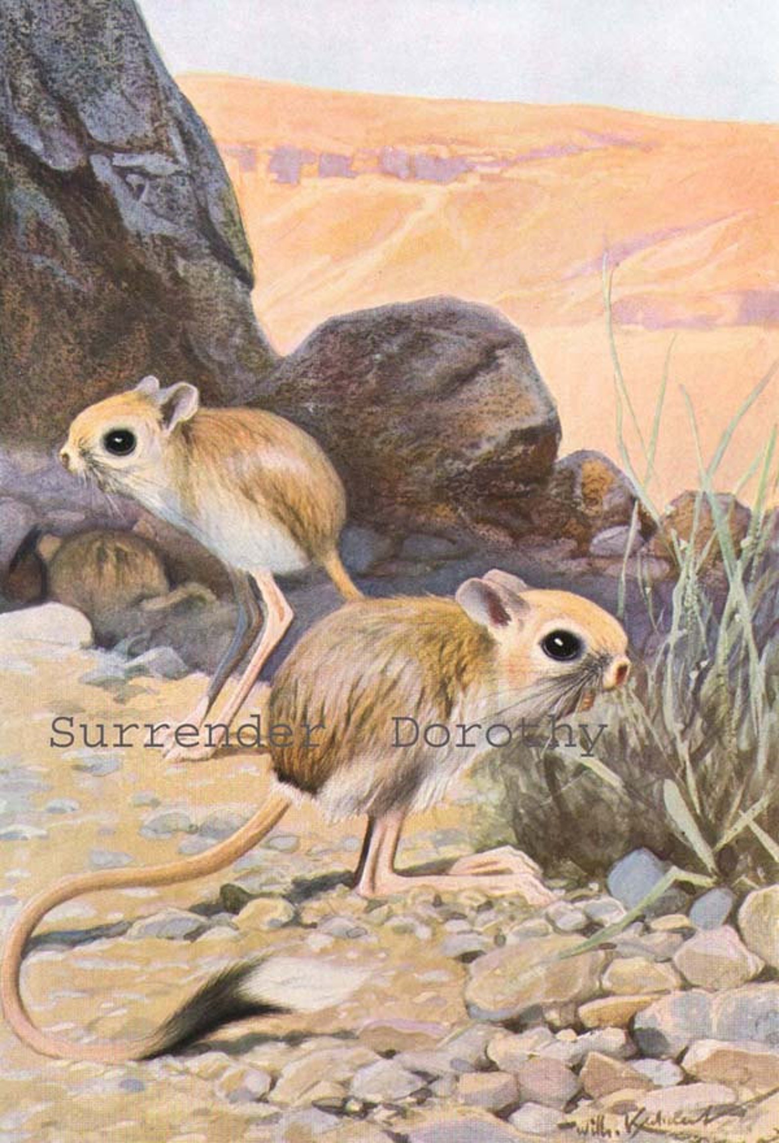 Kangaroo Mouse Natural History Lithograph Illustration Germany - Etsy