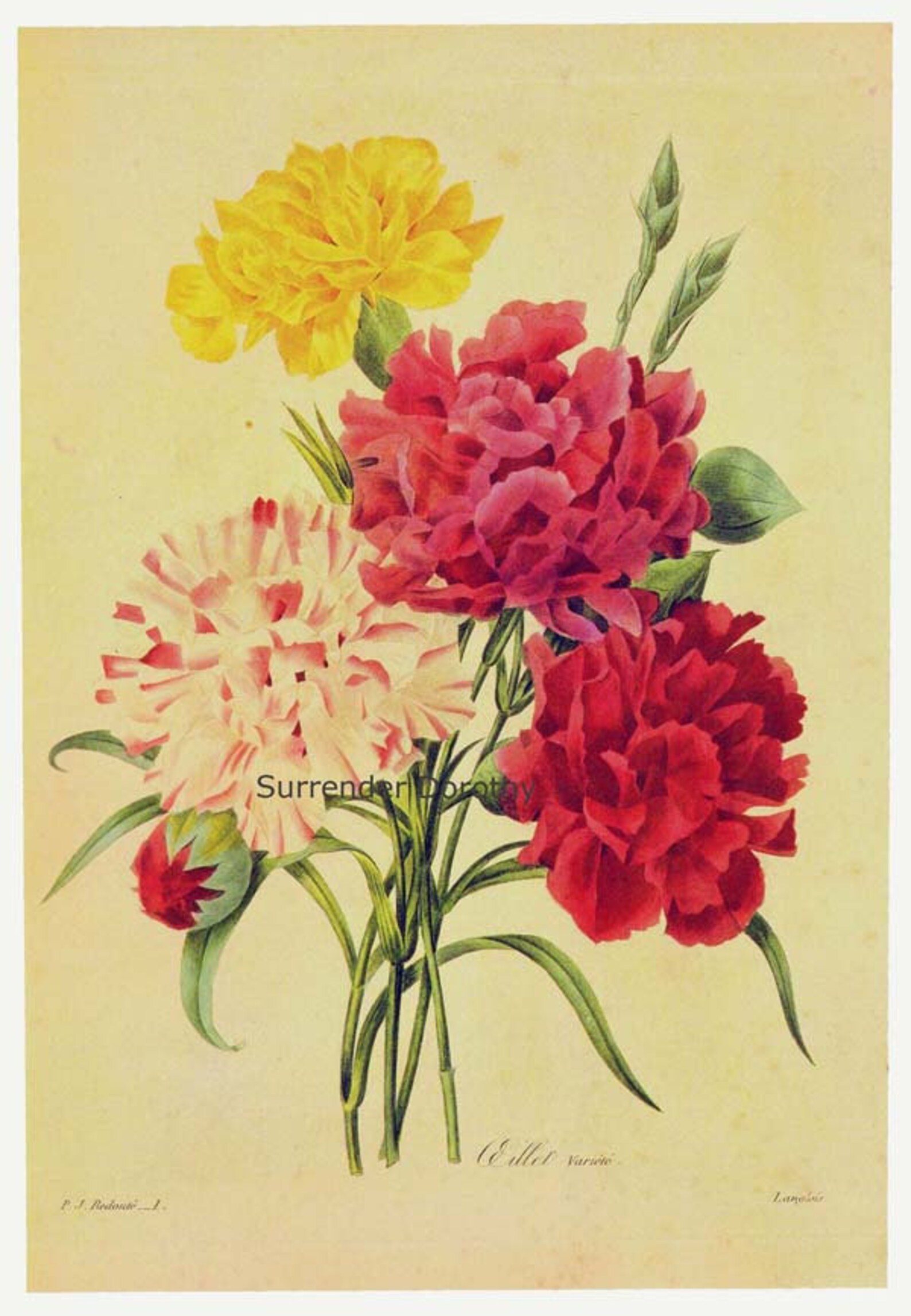 Carnation Dianthus Caryophyllus Redoute Wild Flower Vintage - Etsy