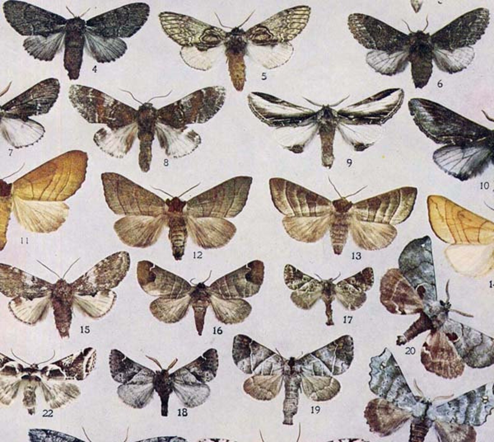 Hypereschra Lophodonta Pheosia Moth Chart 1908 Vintage - Etsy