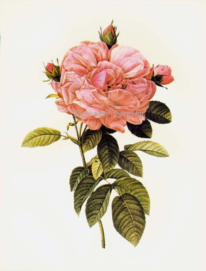 Gigantic French Rose Redoute Rosa Gallica Flore Giganteo Vintage Flower ...