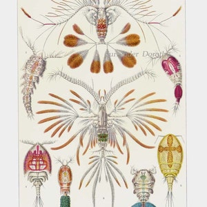 Copepod Formations Haeckel Vintage Print Natural History Oceanography ...