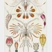 Copepod Formations Haeckel Vintage Print Natural History Oceanography ...