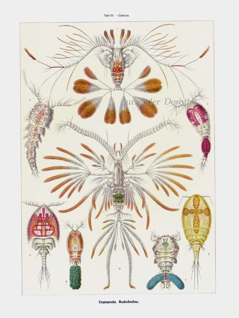 Copepod Formations Haeckel Vintage Print Natural History | Etsy