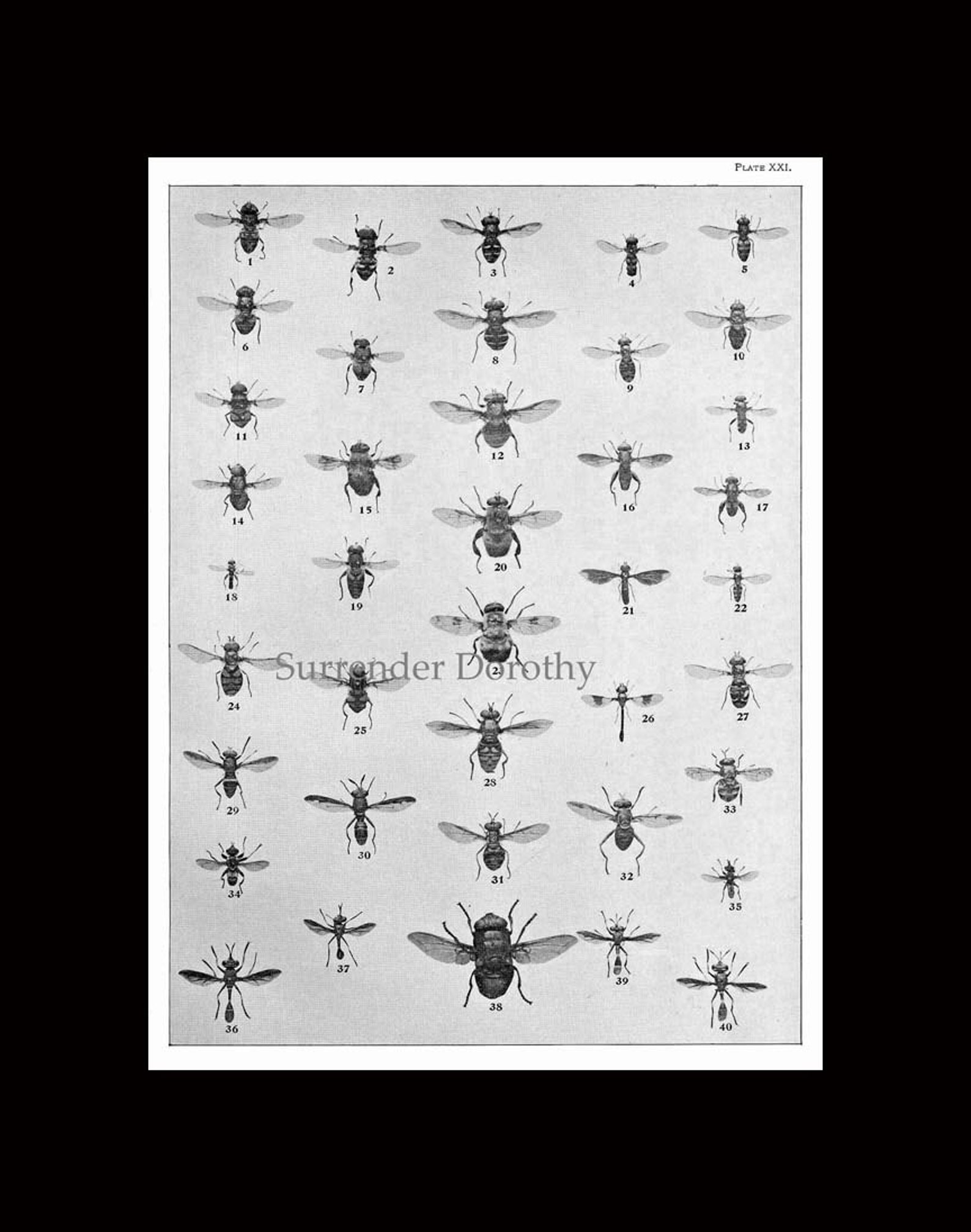 Fly Chart Edwardian Entomology 1907 Natural History - Etsy