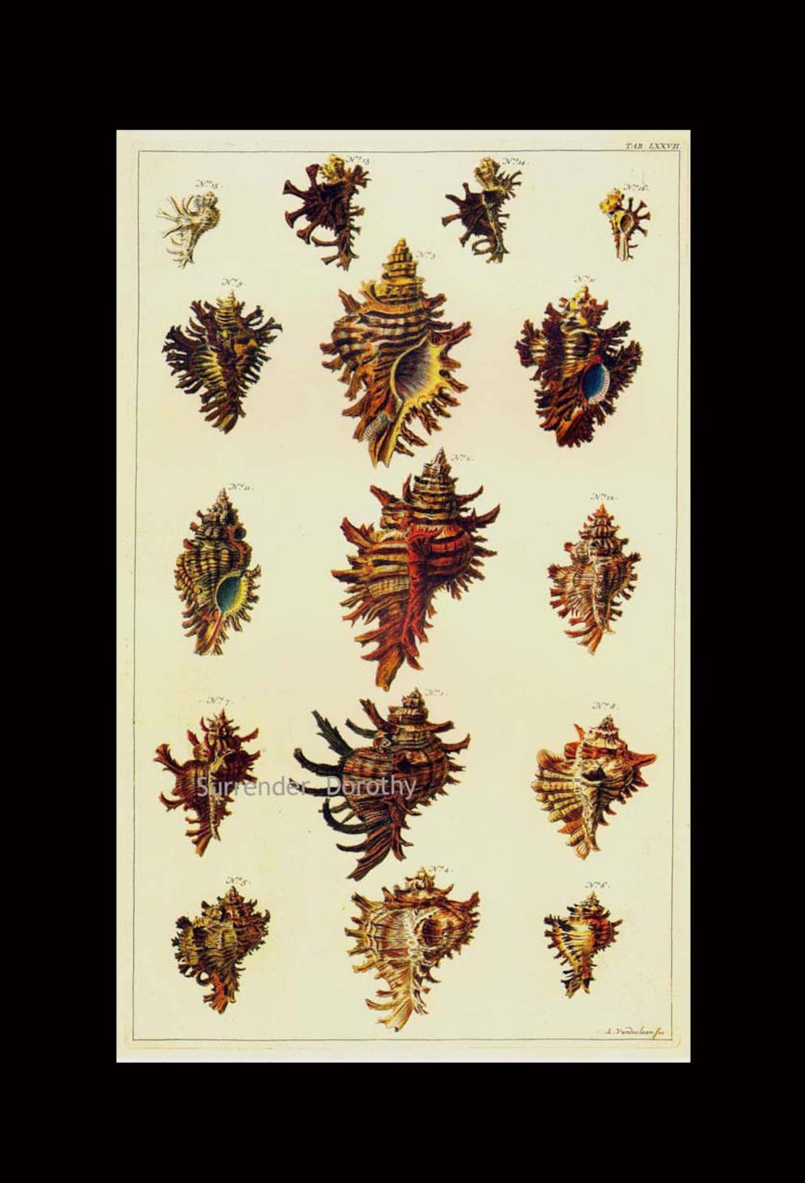 Murex & Whelk Shells South Pacific Caribbean Seba Vintage Conchology ...