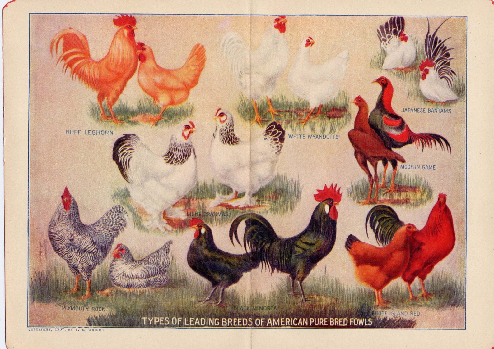 Know Your Chickens and Fowls Poultry Identification Chart 1912 - Etsy