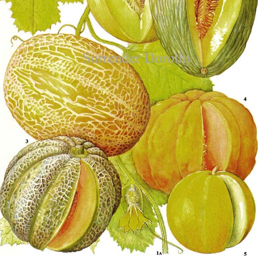 Cantaloupe Musk & Ogen Melon Fruit Chart Food Botanical Lithograph ...