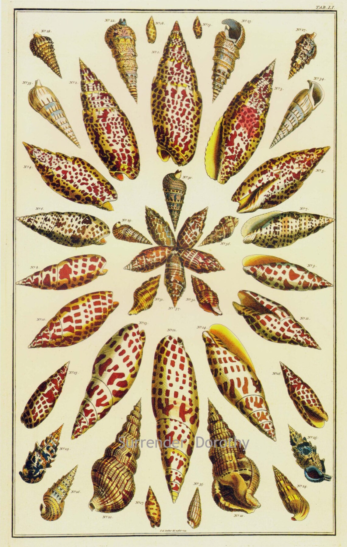 Miter Shells South Indo Pacific Caribbean Vintage Seba - Etsy