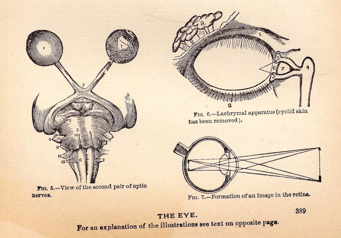 Vintage Human Anatomy Eye Chart 1908 Original Edwardian Antique Medical ...