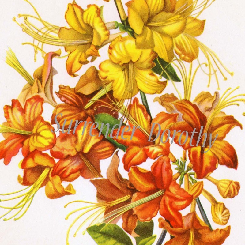 Yellow Azalea Plants - Etsy