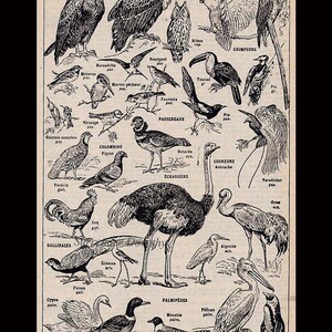 Birds Oiseaux French Dictionary Paris France Natural History Chart to ...