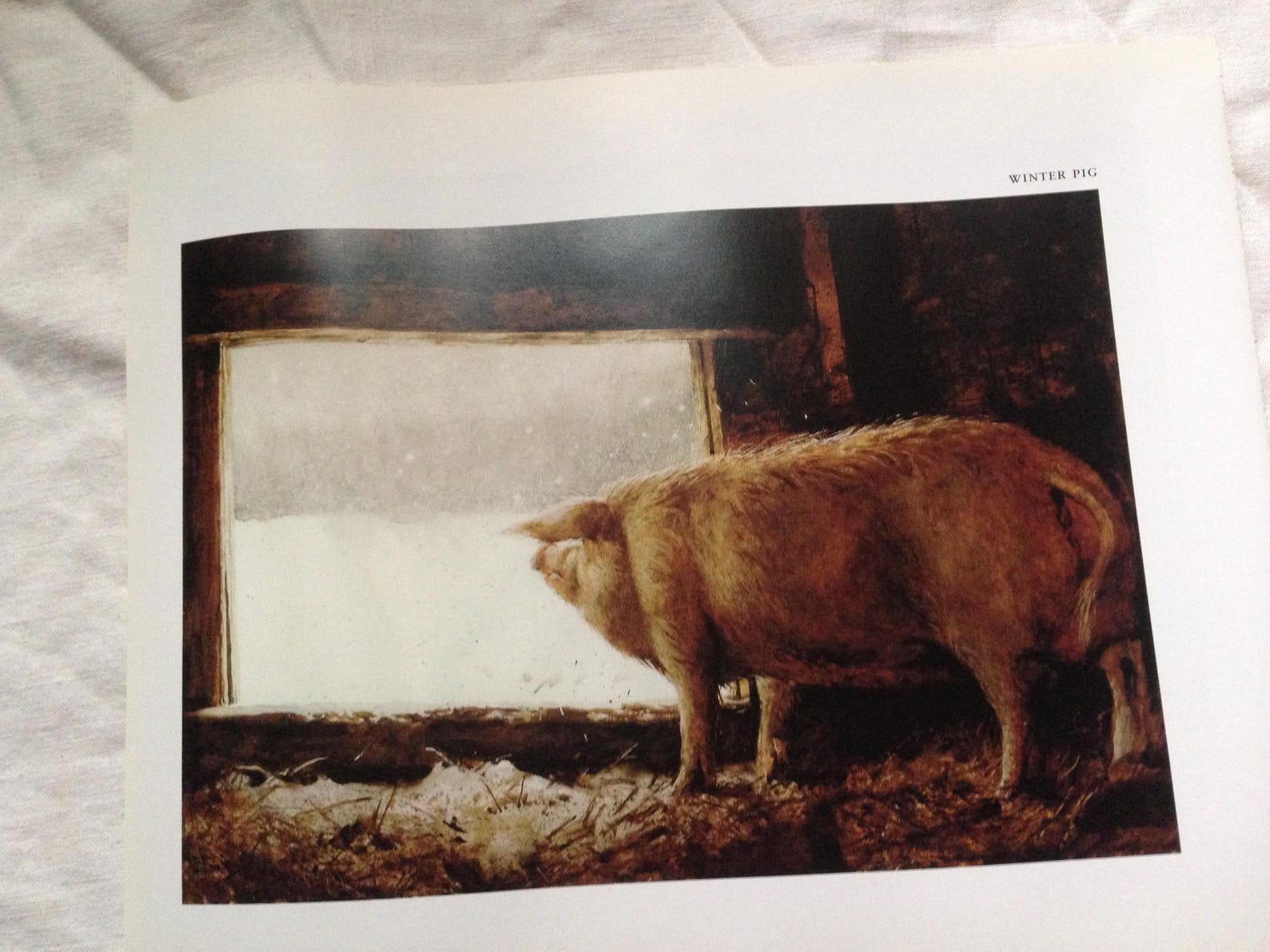 Jamie James Wyeth Portrait of a Pig Vintage Lithograph to Frame 1980s ...