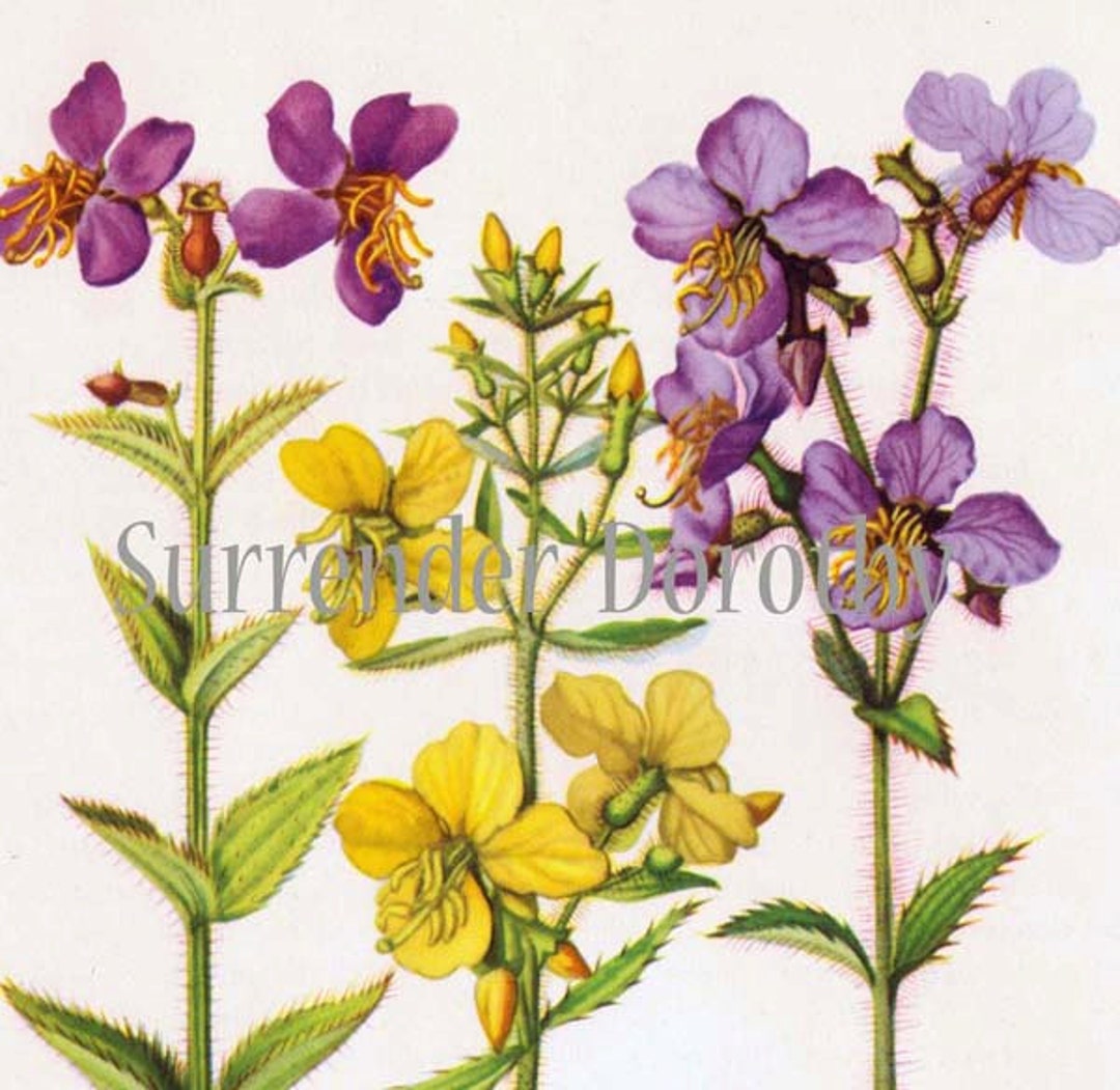 Virginia Meadow Beauty Flowers Vintage Botanical Lithograph 1950s ...