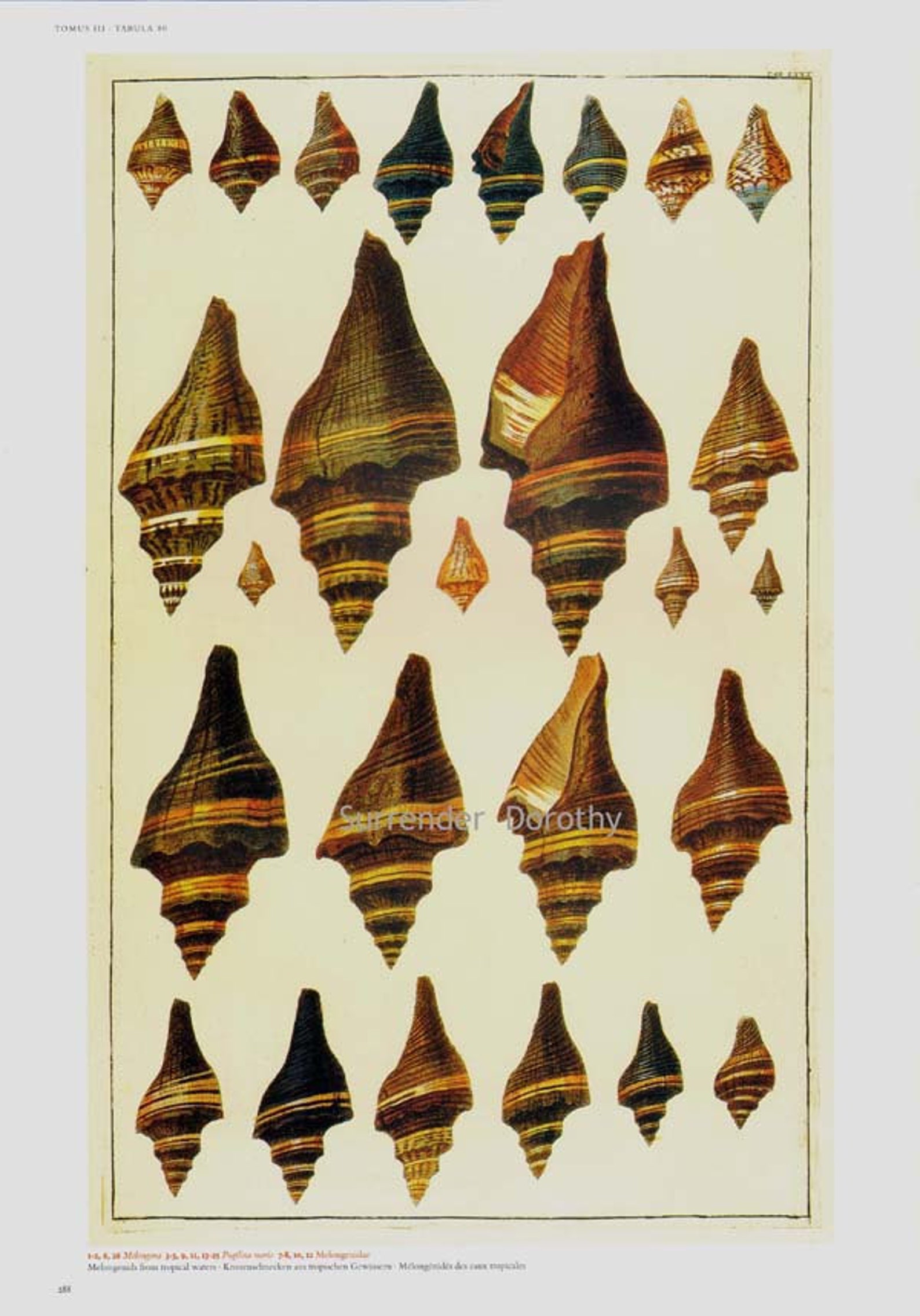 Murex & Whelk Shells South Pacific Caribbean Seba Vintage Conchology ...