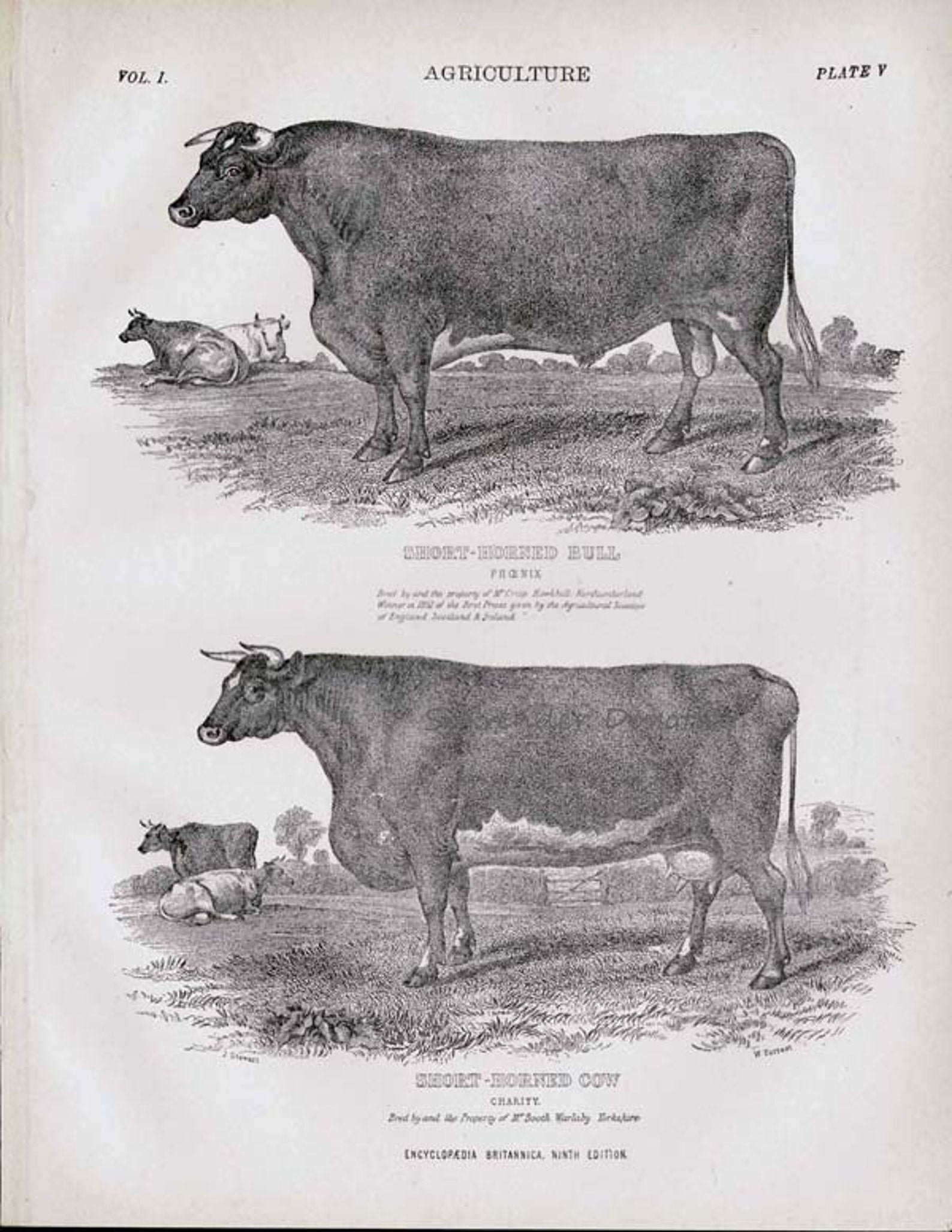 Stort Horn Cow & Bull 1892 Victorian Cattle Husbandry Antique | Etsy