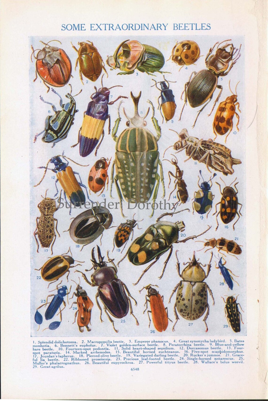 Meet the Beetles Entomology Lithograph Chart Natural History - Etsy