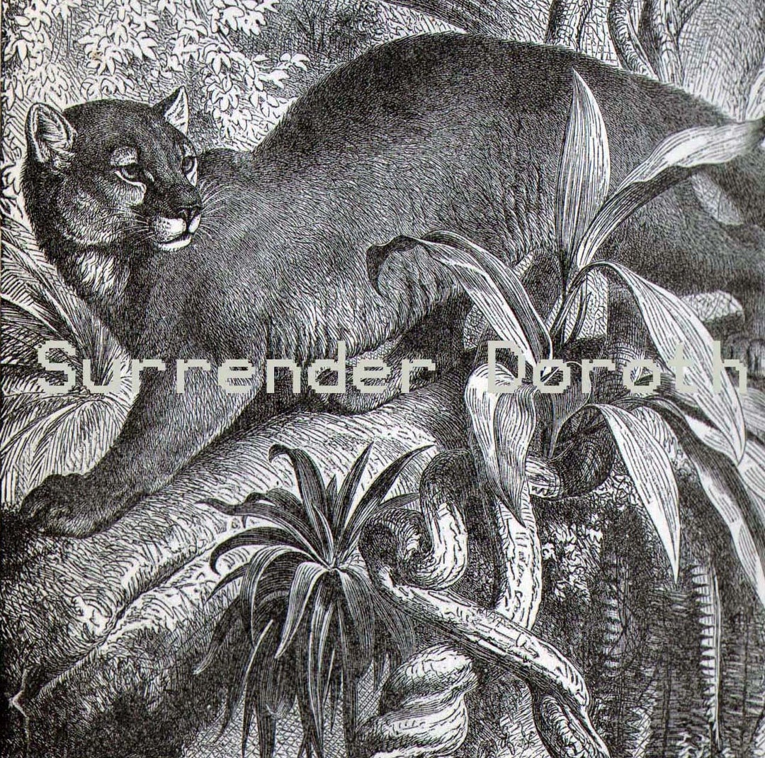 Puma Victorian Era Vintage 1887 Black & White Natural History Wild ...
