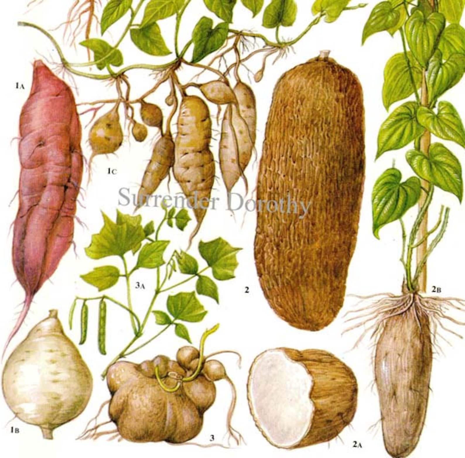 Sweet Potato Yam Vegetable Plant Flowers Food Chart Vegetable Botanical ...