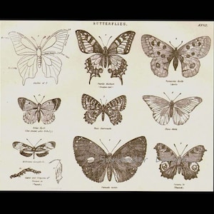 Butterflies XXVII 1892 Victorian Entomology Antique Chart of Insects ...