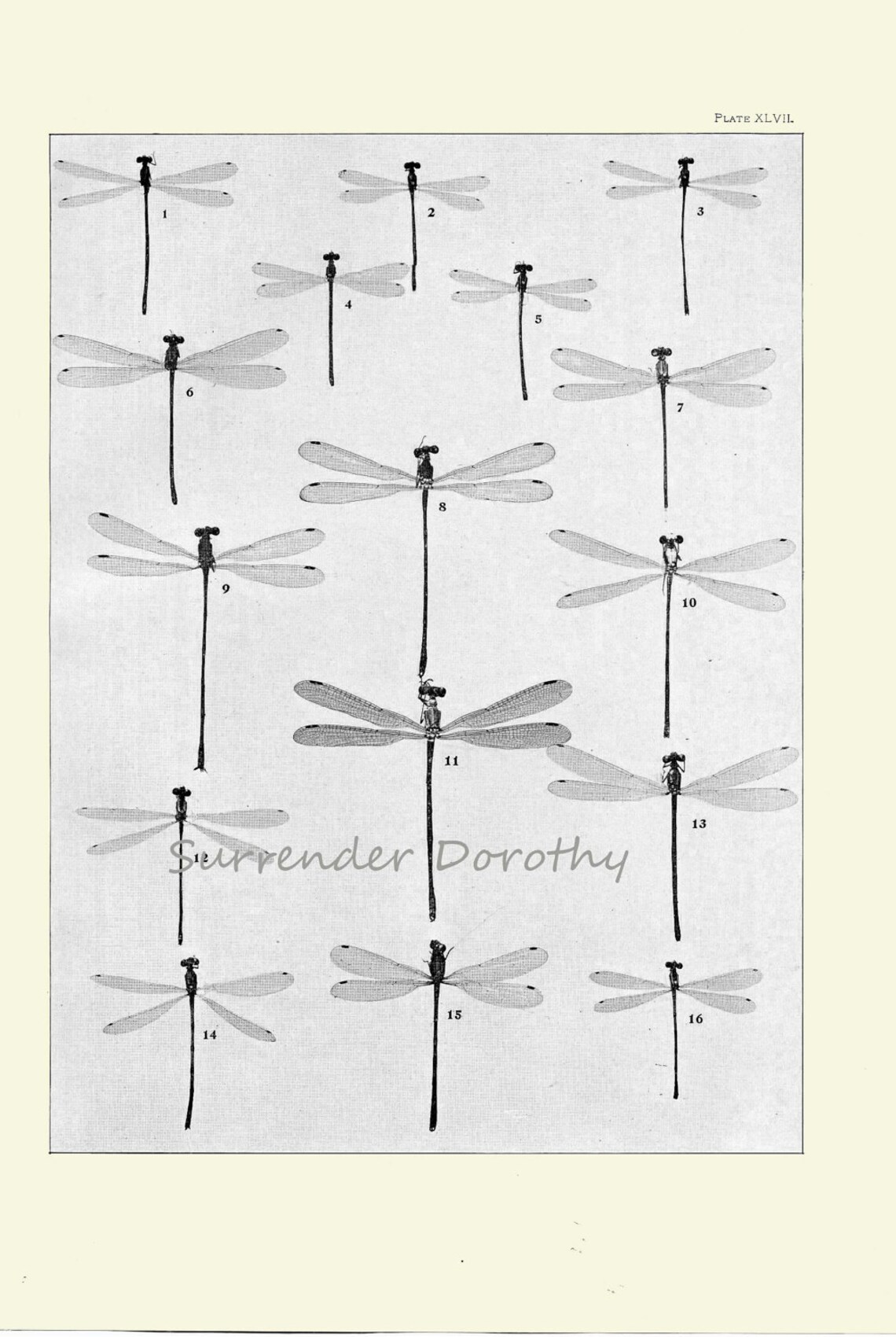 Dragonfly Chart 1907 Entomology Insects Vintage Natural - Etsy