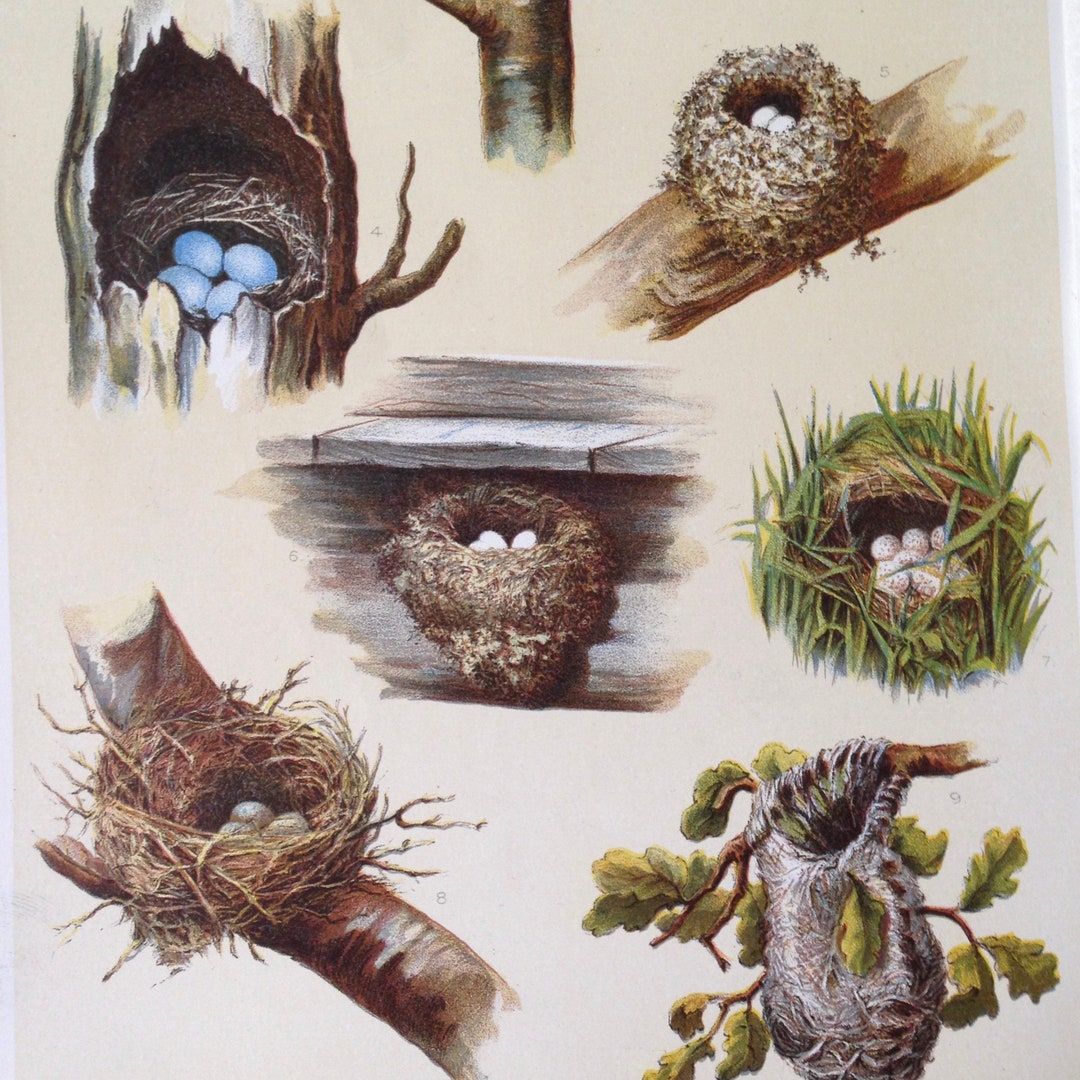 Common American Bird's Nests Chart Edwardian Natural History ...
