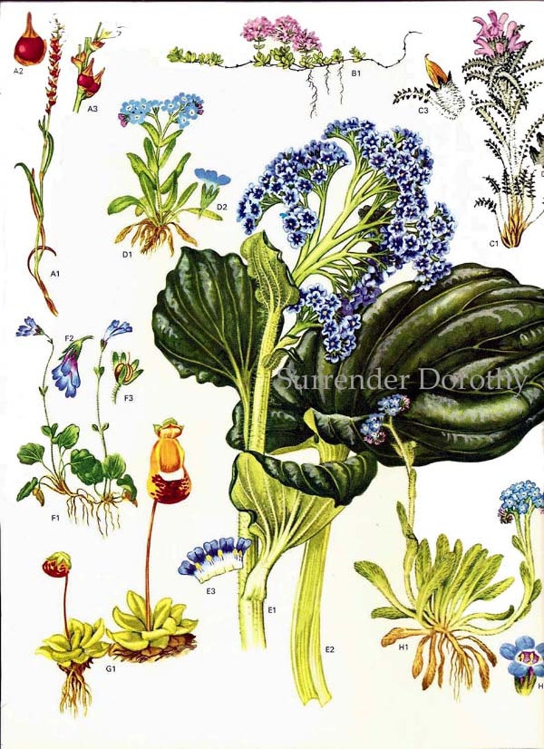 Chatham Island Lily Flowers Antarctica Arctic Circle Botanical Exotica ...