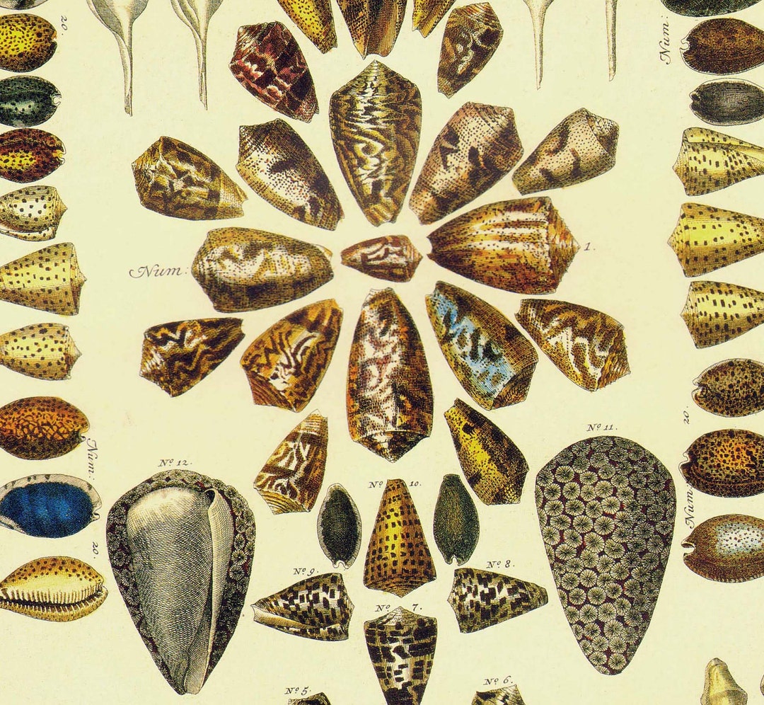 Cowrie Poisonous Cone Shells Indo Pacific West Atlantic Seba Vintage ...