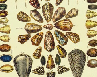 Poisonous Cone Shells South Pacific Caribbean Vintage Seba - Etsy