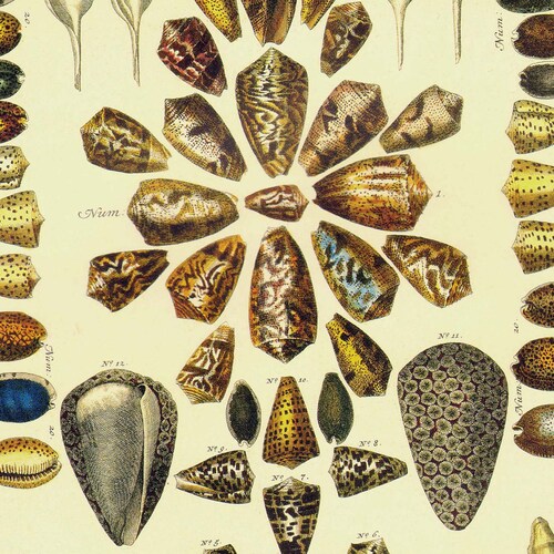 Poisonous Cone Shells South Pacific Caribbean Vintage Seba - Etsy