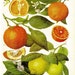 Oranges Lemons Citrus Fruit Flower Chart Food Botanical Lithograph ...