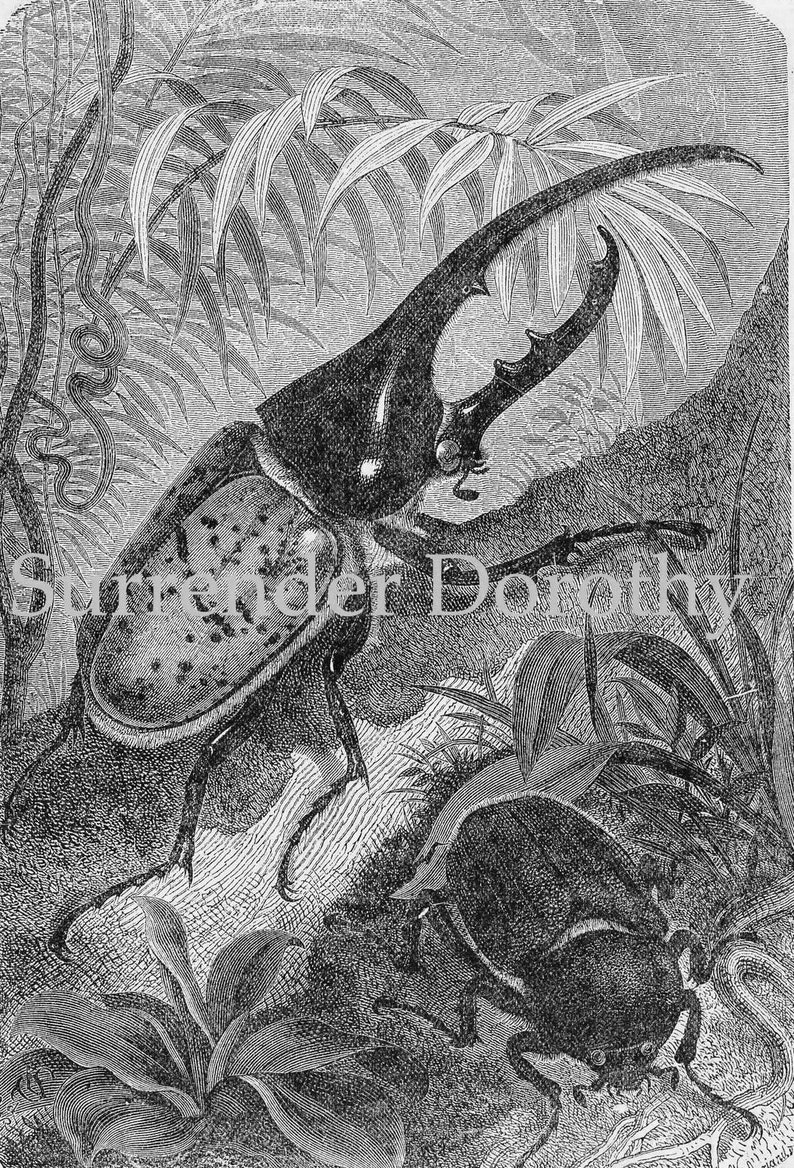 Goliath Beetle Vintage Bug Print Victorian Entomology Natural | Etsy