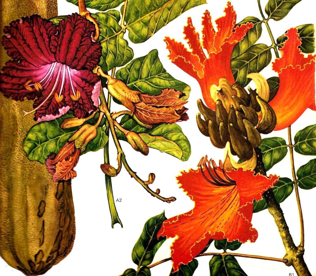 African Tulip Tree Sausage Tree Flowers Tropical South Africa Botanical ...