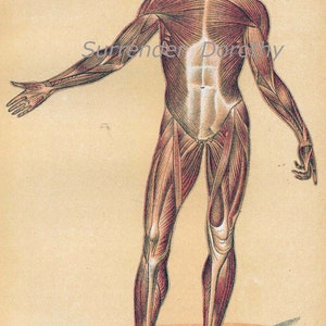 Human Anatomy Muscular System Vintage Medical Chart 1908 Original ...
