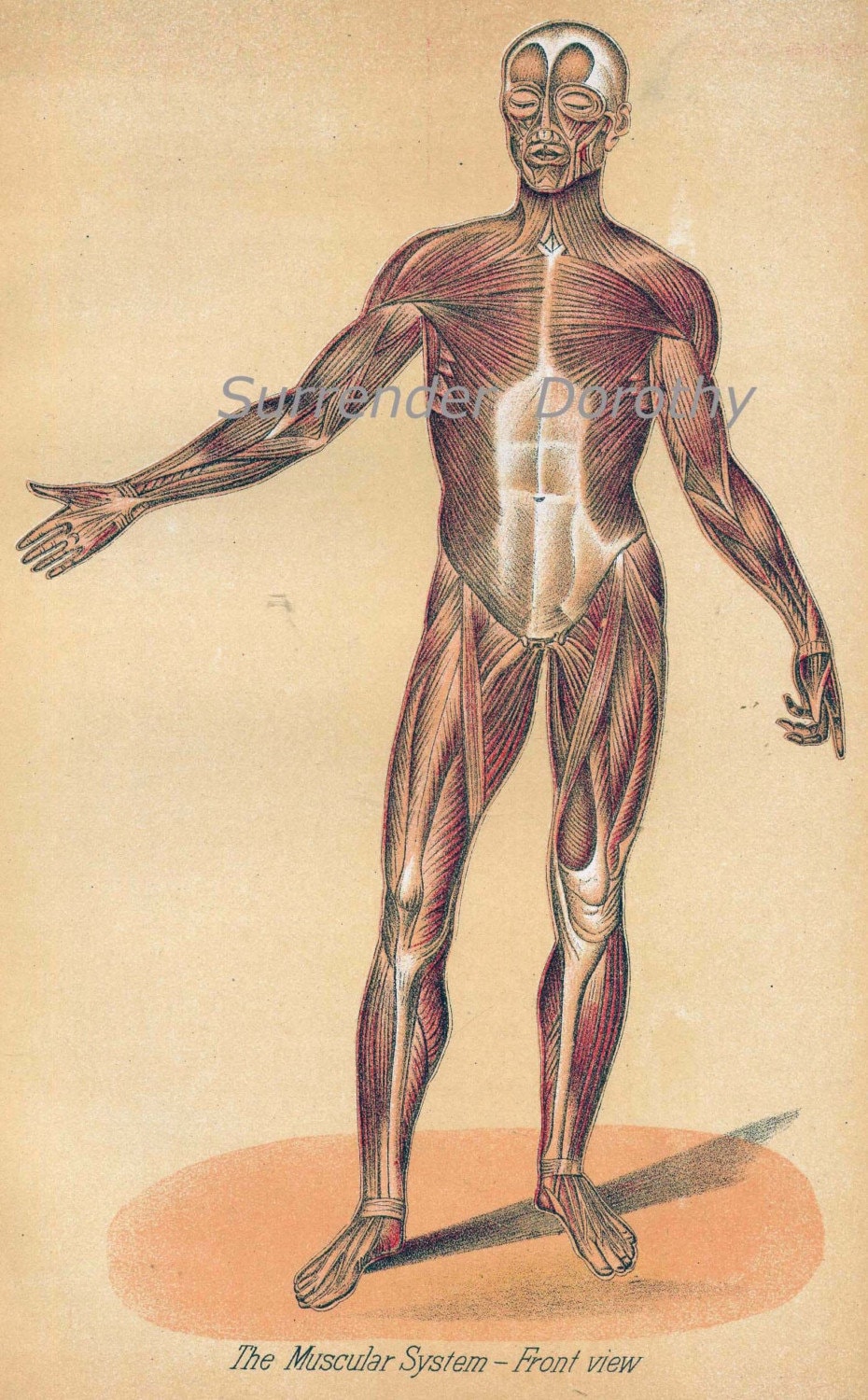 Human Anatomy Muscular System Vintage Medical Chart 1908 Original ...