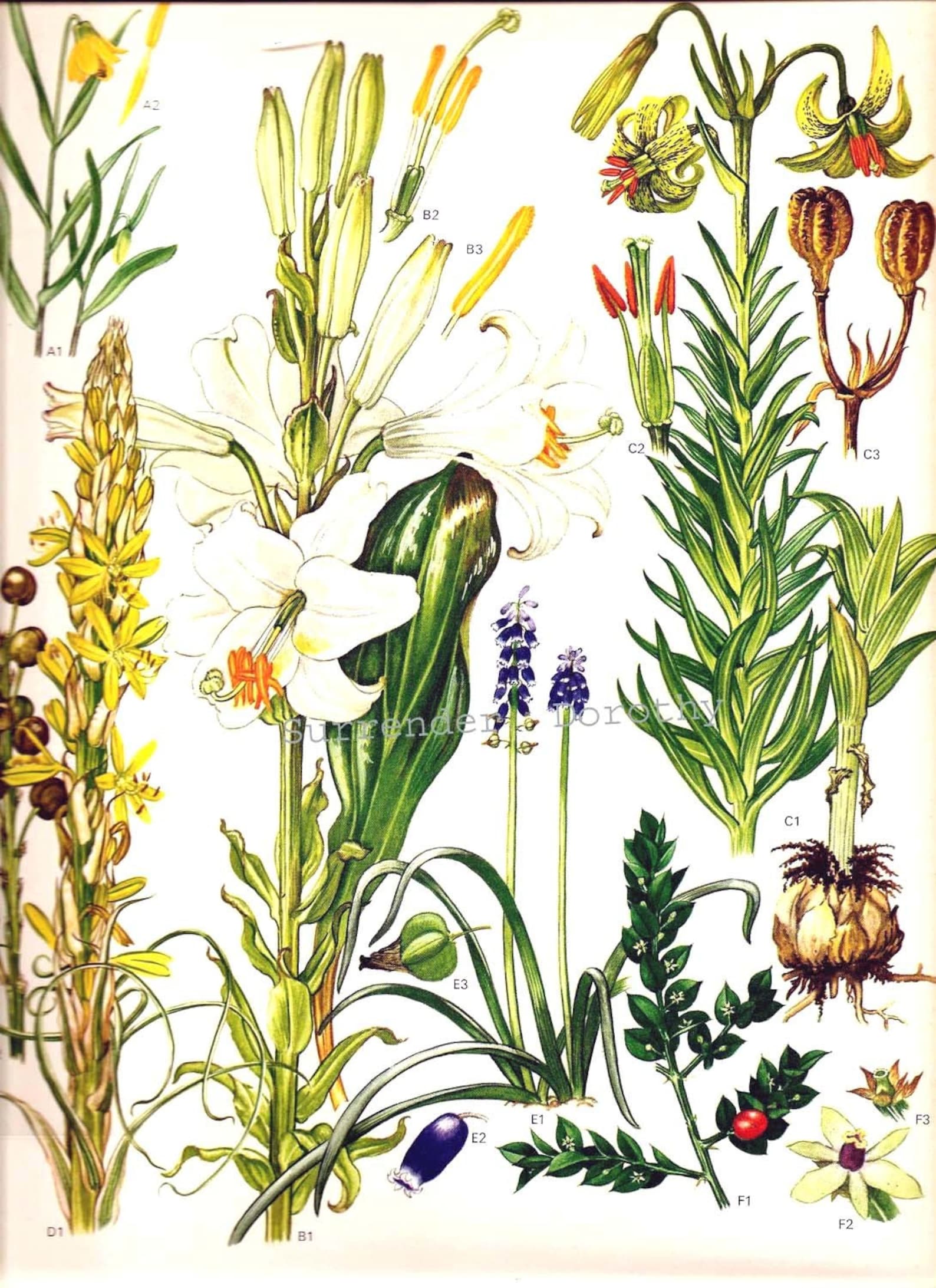 Madonna Lily Flower Mediterranean Botanical Exotica 1969 Large Vintage ...