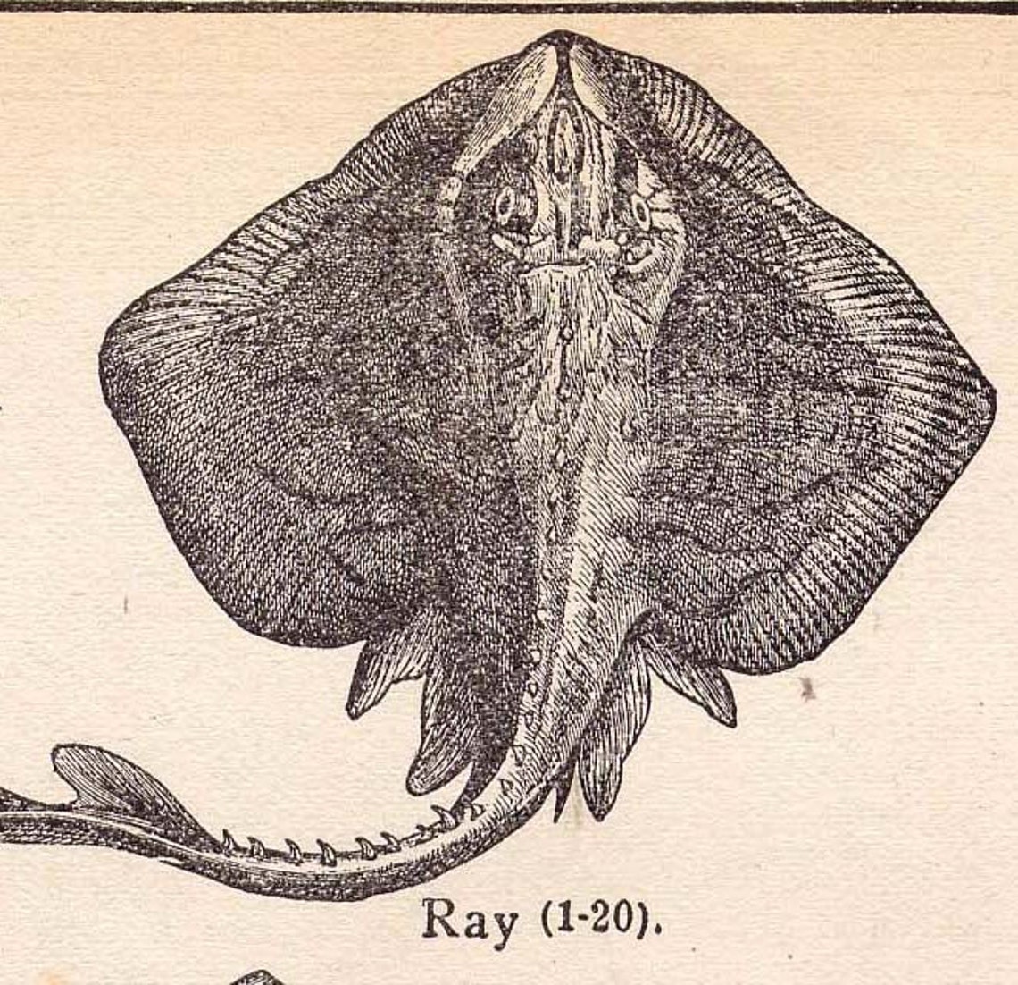 Edible Fish Chart 1906 Edwardian Era Steel Engraving Illustrations to ...