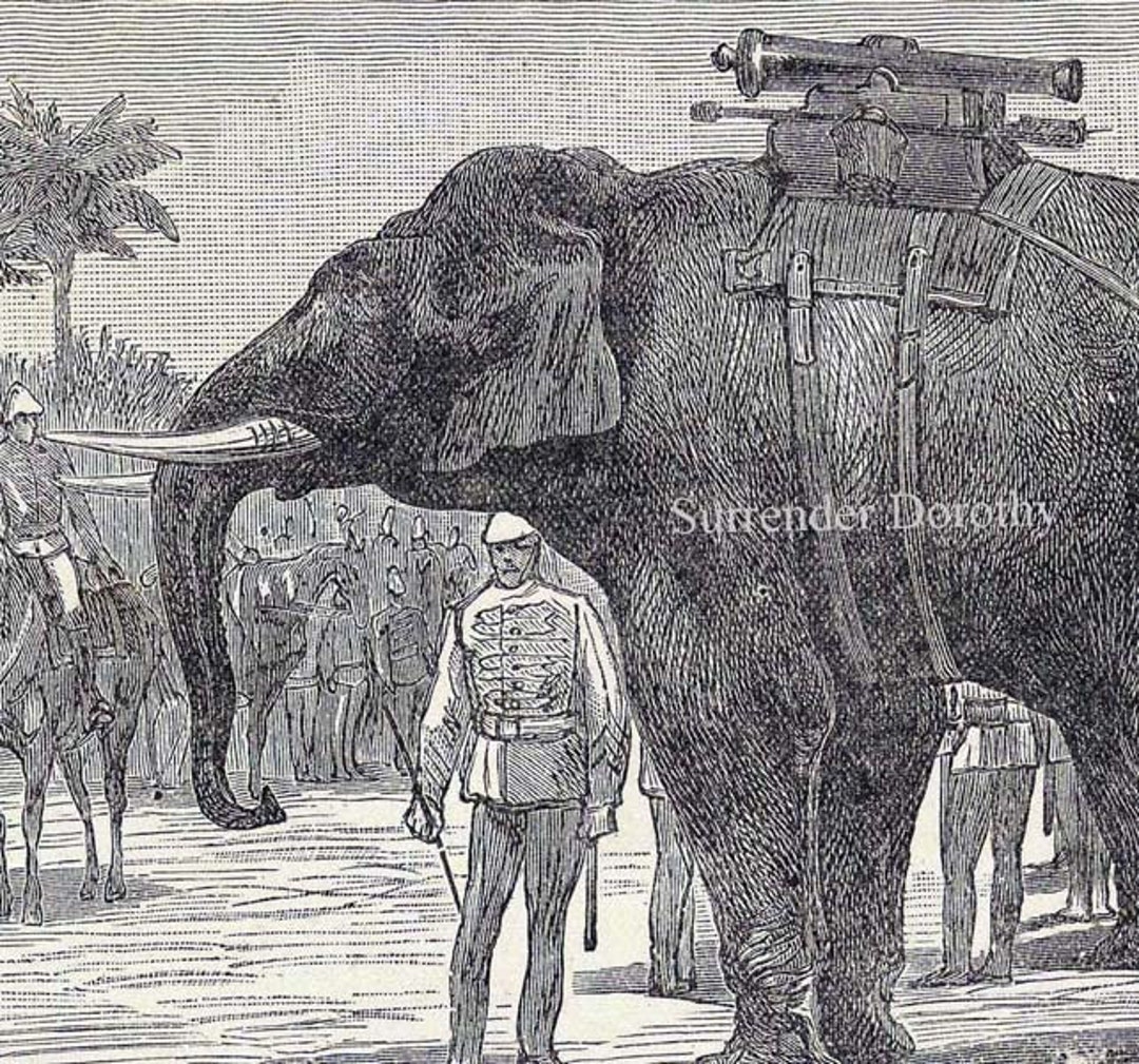 Elephants Transporting Cannons 1892 Bizarre Original Victorian Military ...