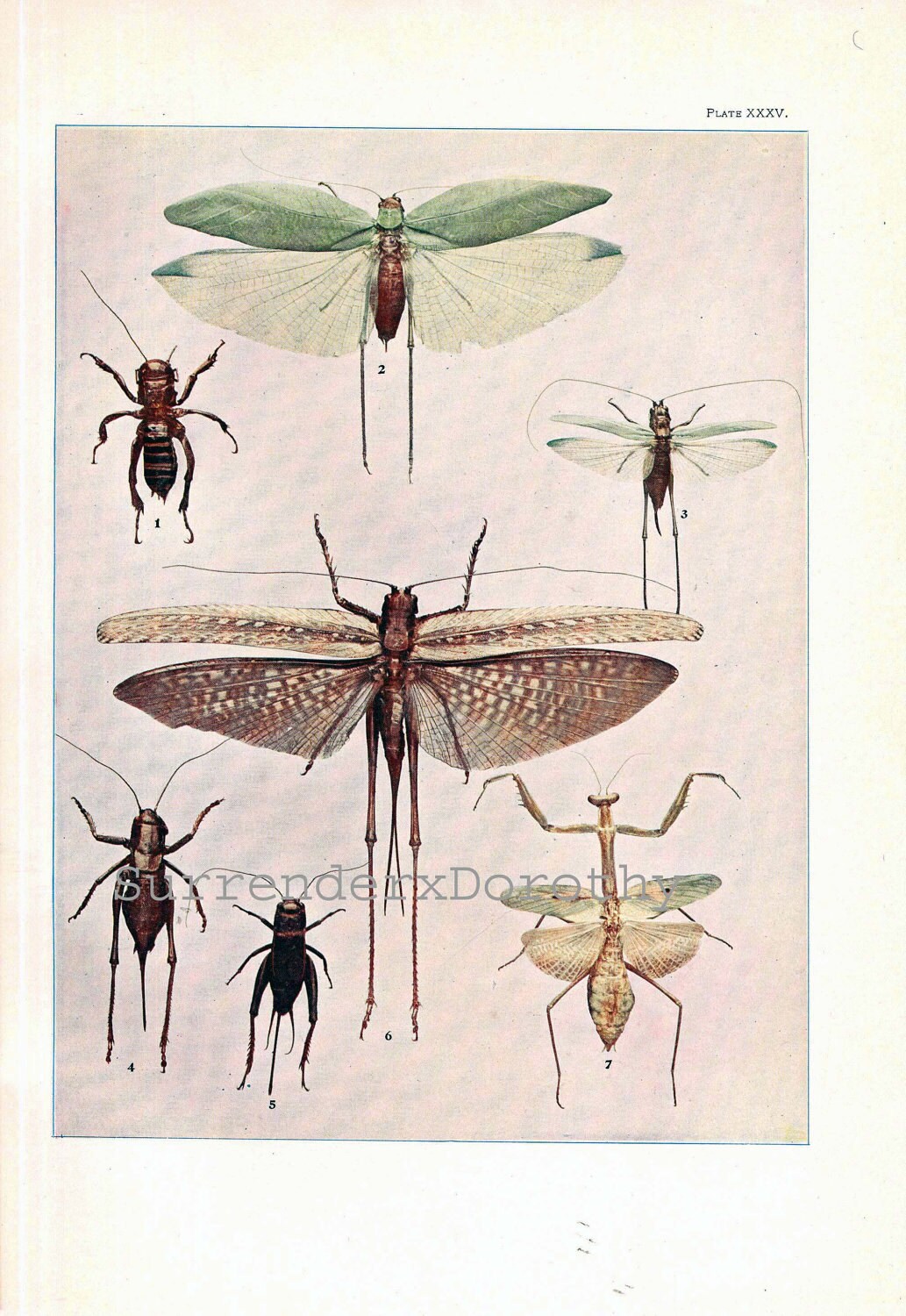 Locusts Crickets Orthoptera Insect Chart Entomology Vintage - Etsy